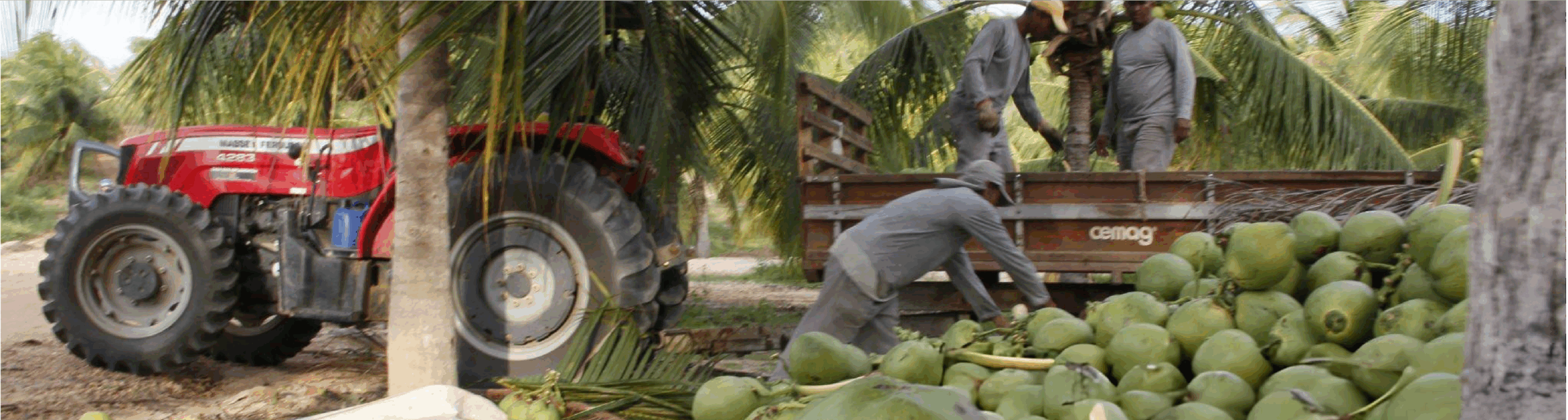 From Tree to Table: The Heritage of Coconut Tuba Vinegar - Philippine ...